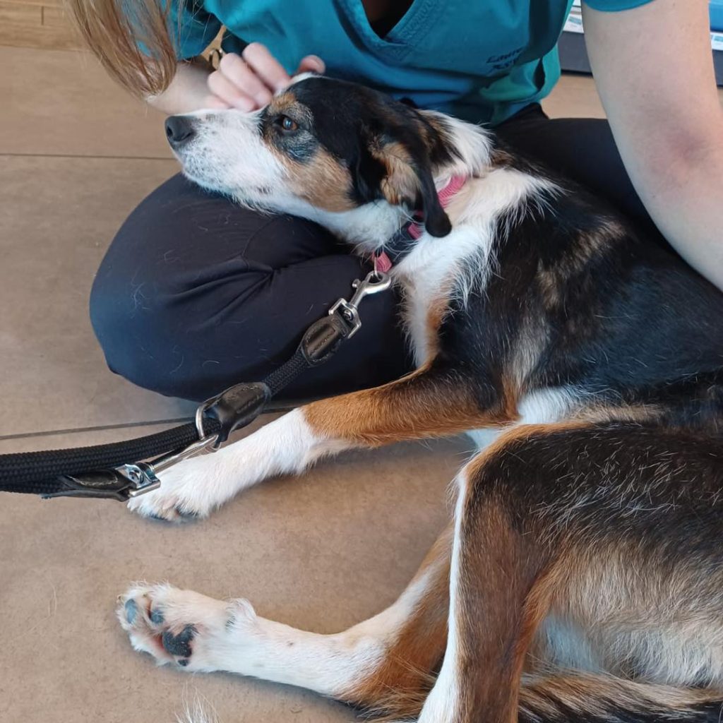 Diarrhée du chien : quand faut-il s'inquiéter et consulter un vétérinaire